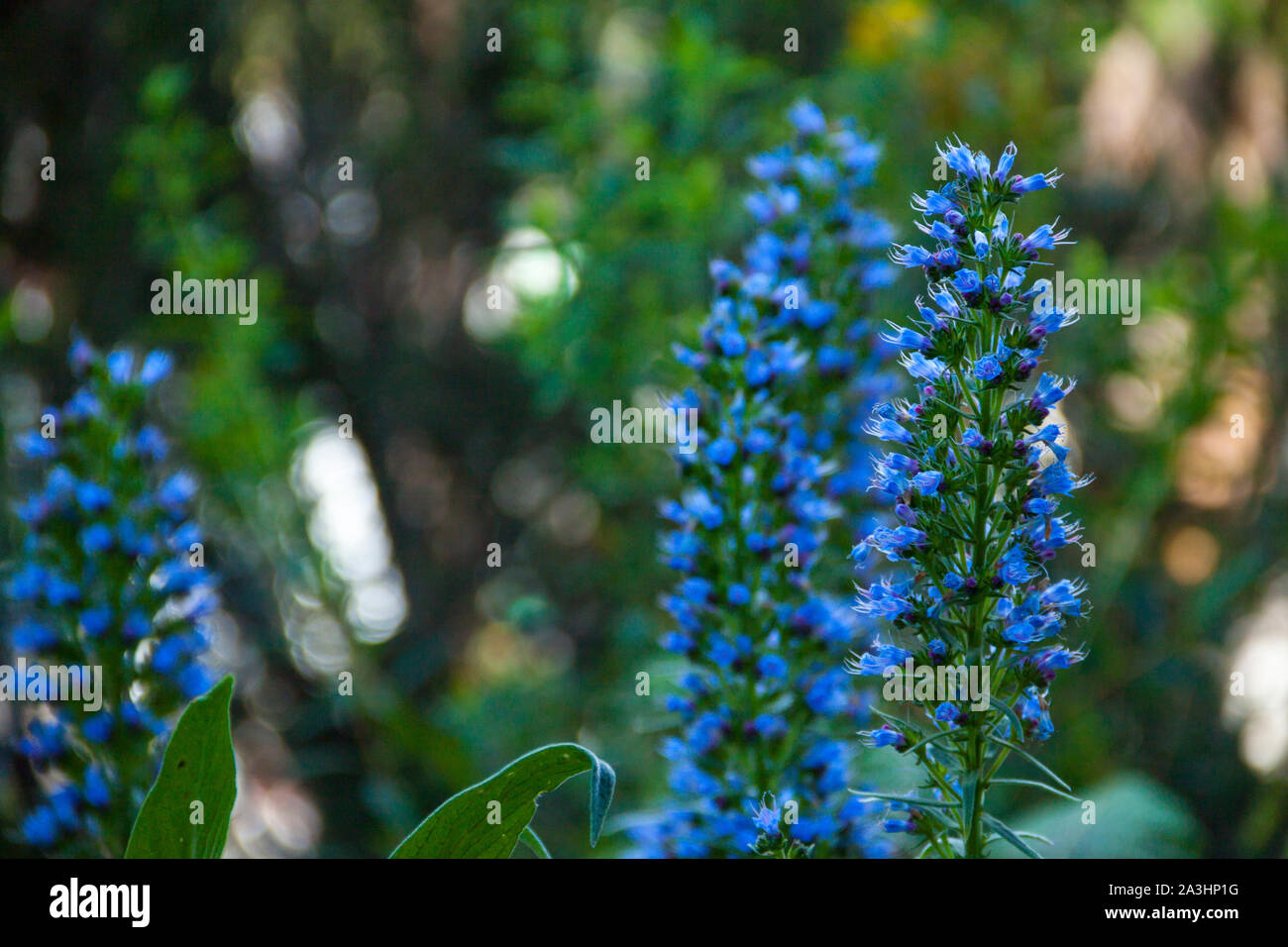 Tajinaste flower hi-res stock photography and images - Alamy