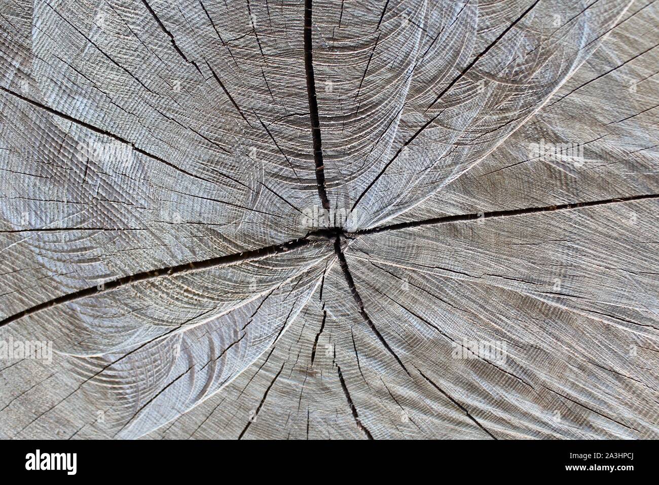 Structure of a tree hi-res stock photography and images - Alamy