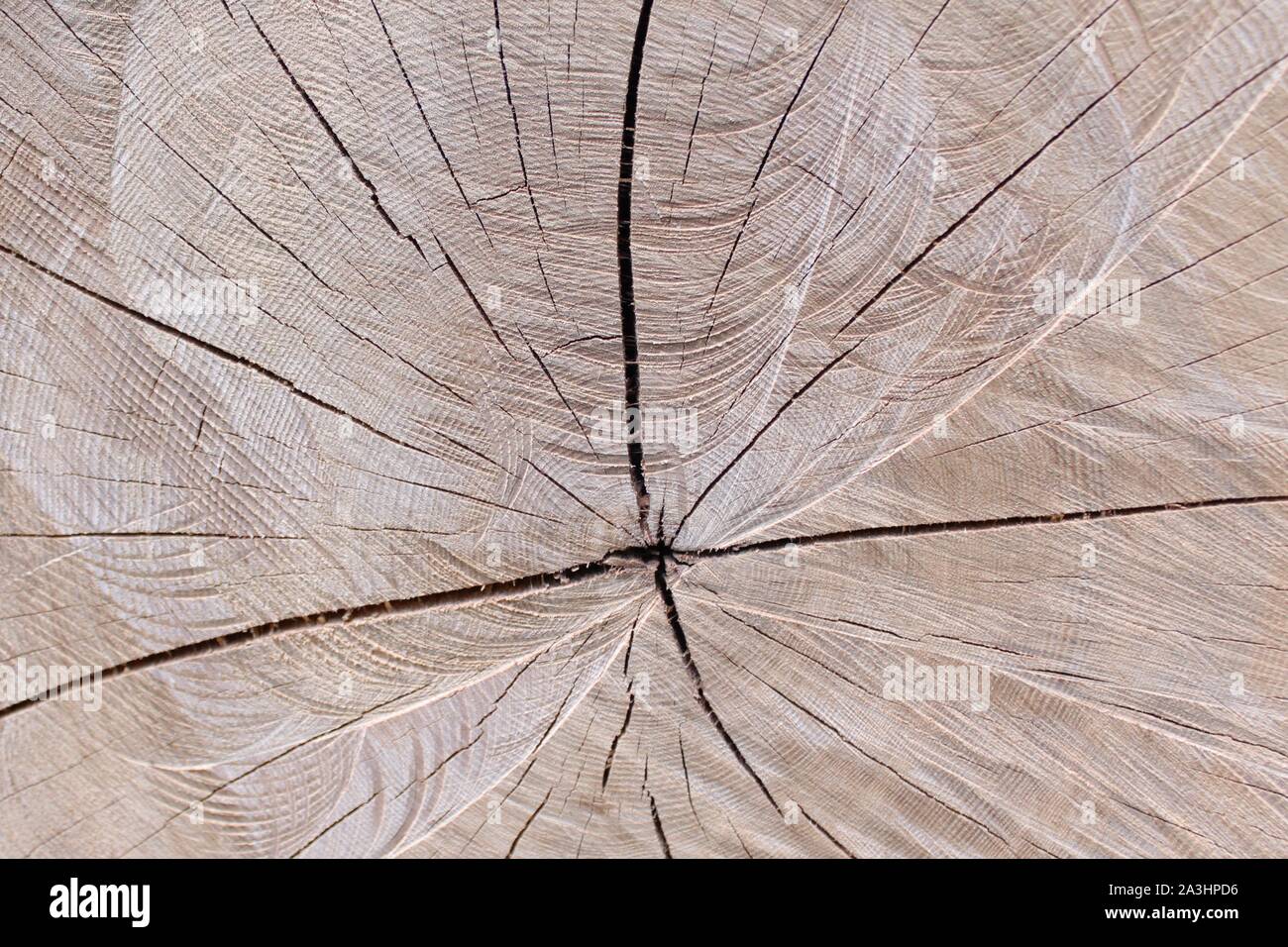 Structure of a tree hi-res stock photography and images - Alamy