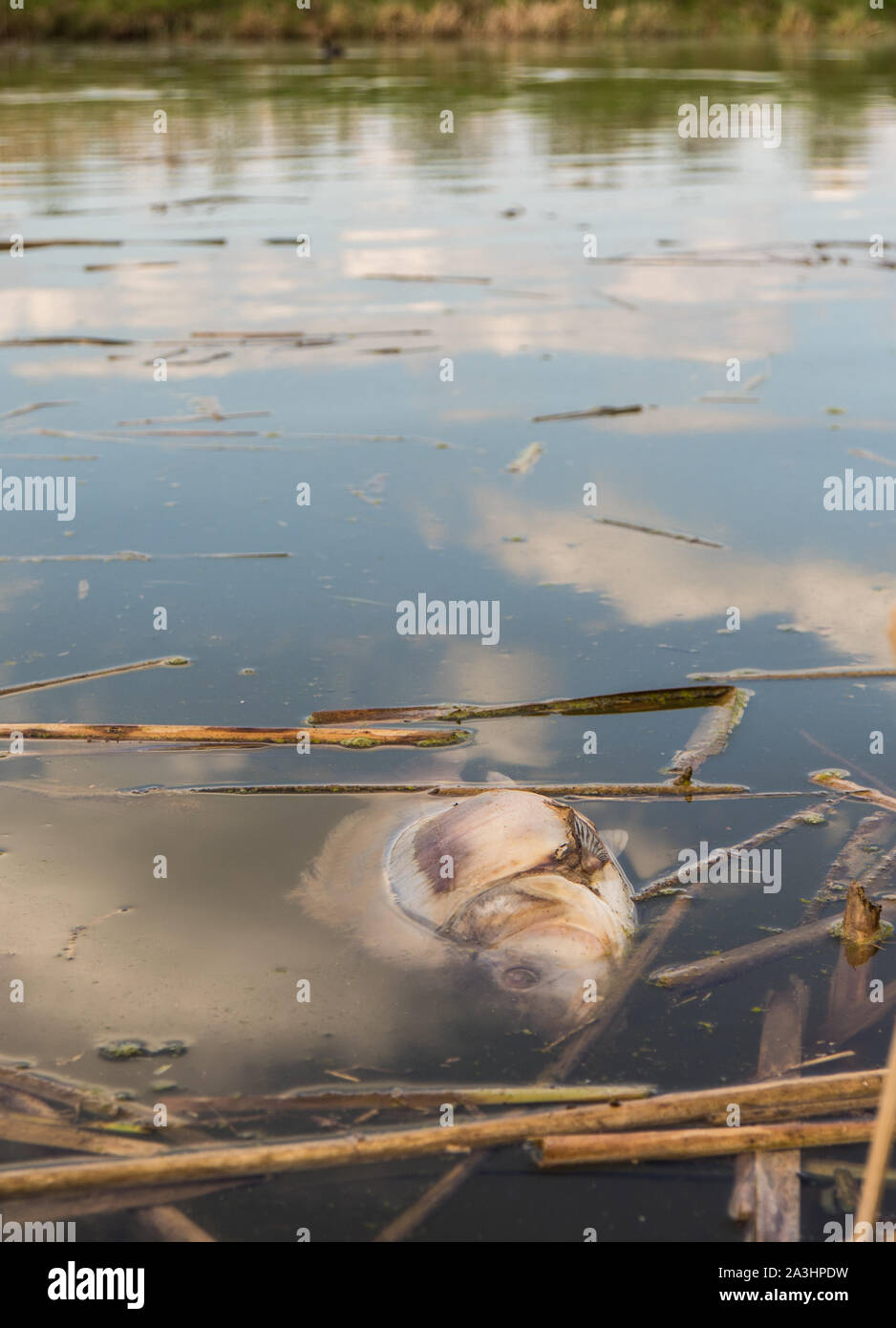 Dead fish in the pond Stock Photo - Alamy
