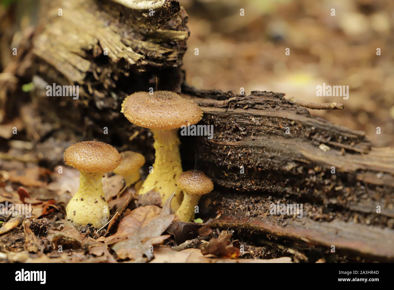 Humongous fungus hi-res stock photography and images - Alamy