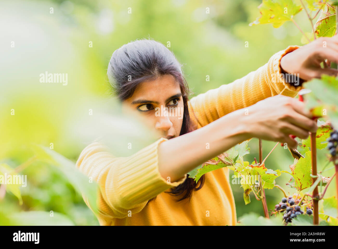 Woman face cutting skin hi-res stock photography and images - Alamy