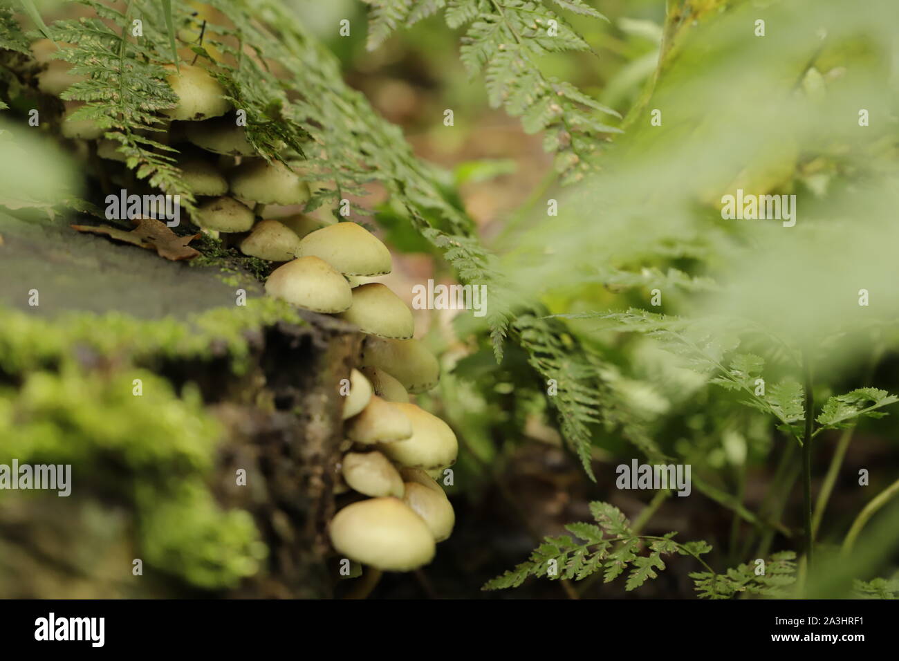 Crop of toadstools hi-res stock photography and images - Alamy
