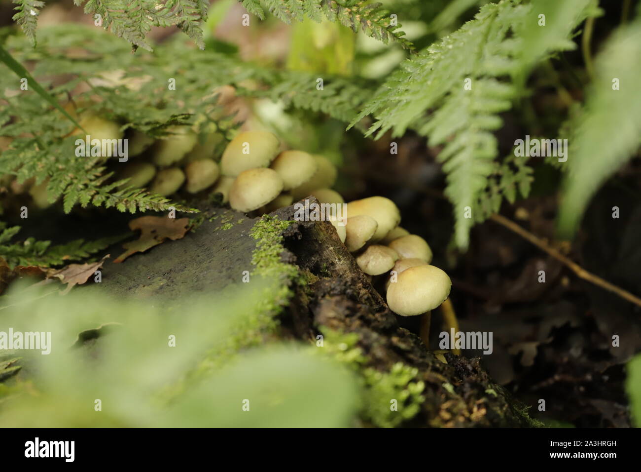Crop of toadstools hi-res stock photography and images - Alamy