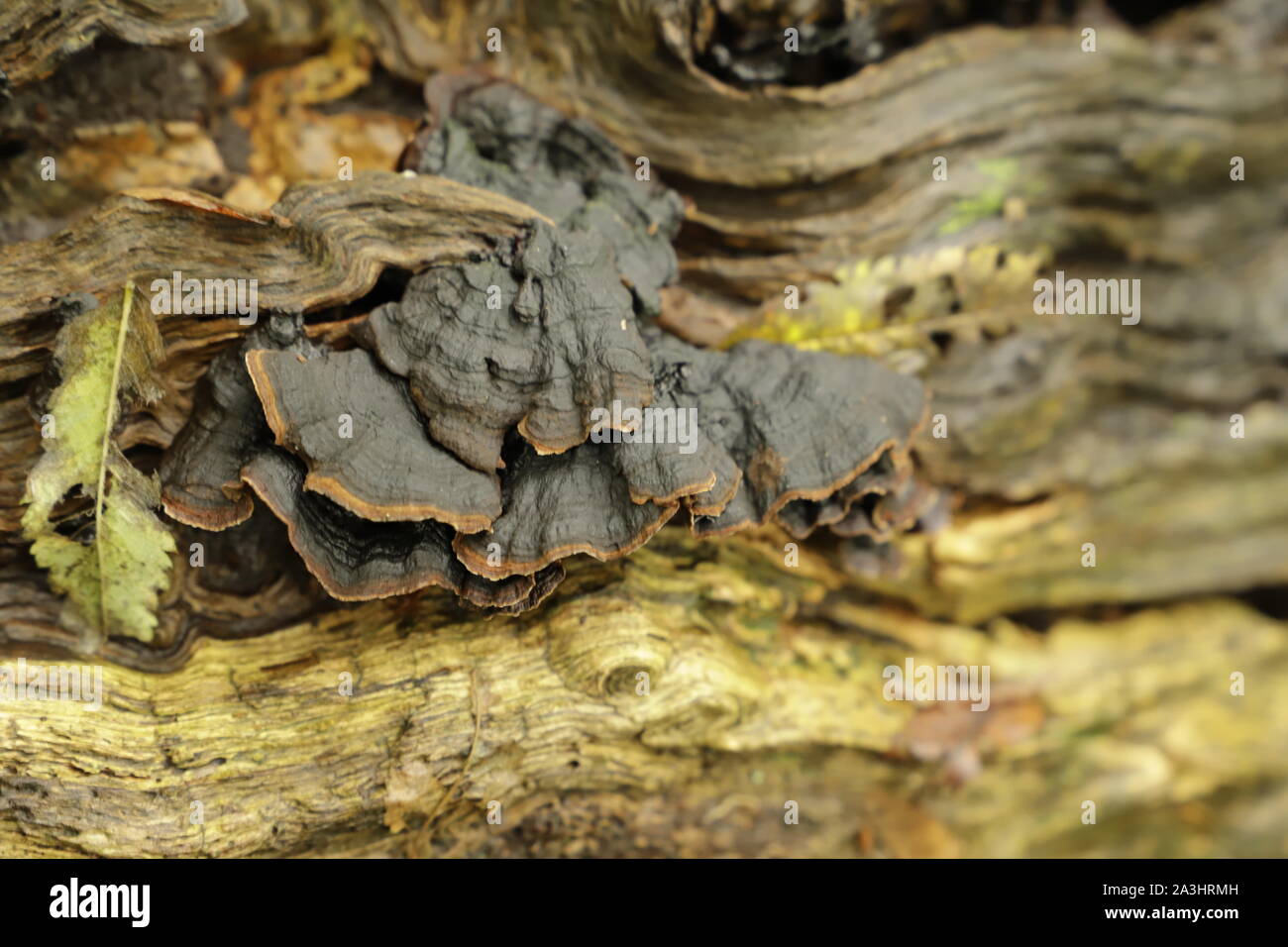 Rusty gilled polypore hi-res stock photography and images - Alamy