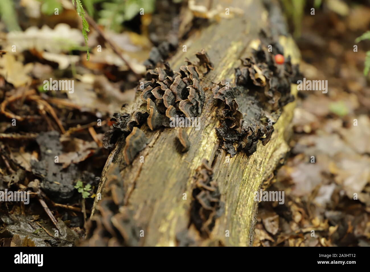 Rusty gilled polypore hi-res stock photography and images - Alamy