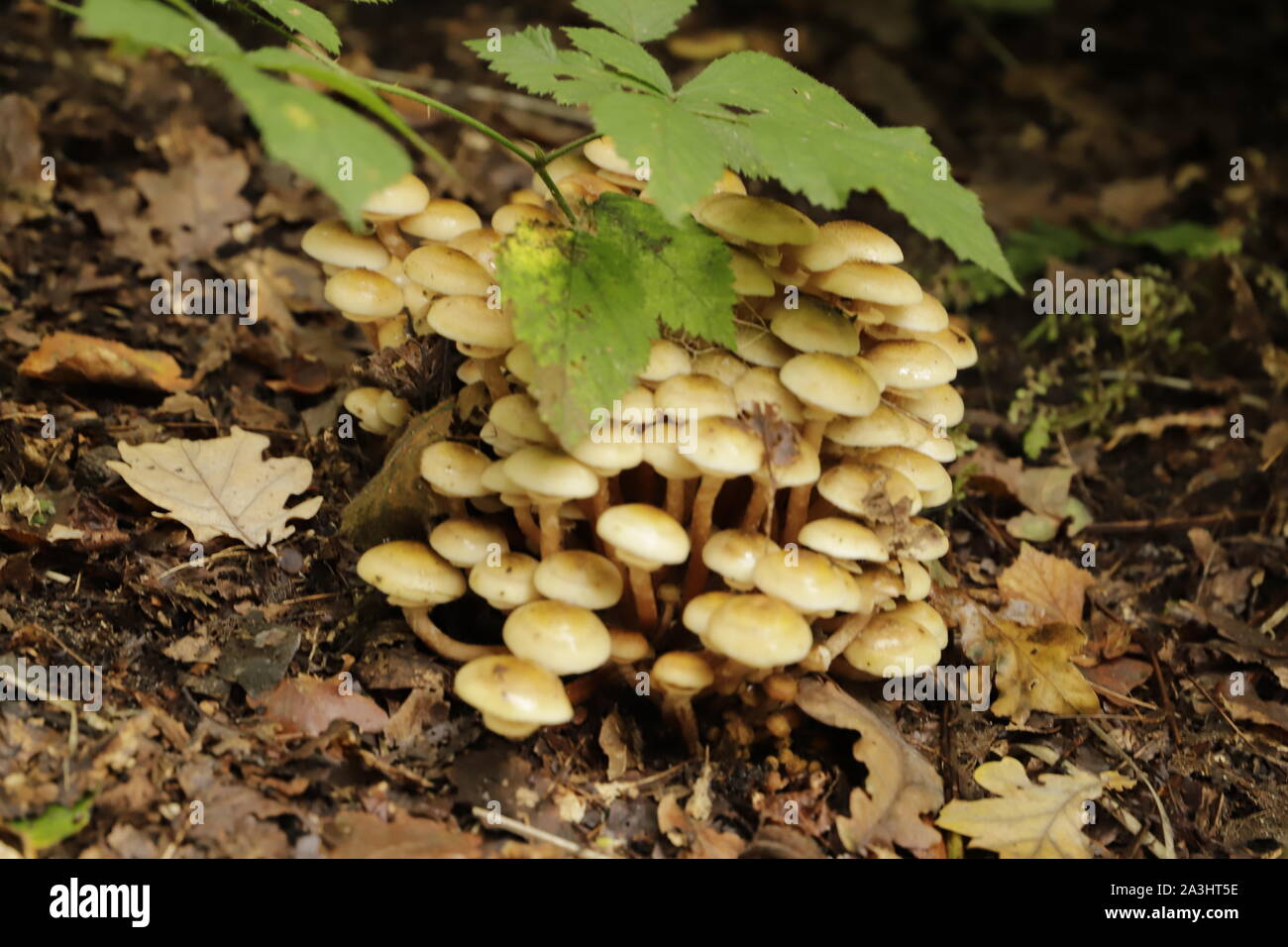 Sulfur tuft a common toad stool in the forest Stock Photo - Alamy