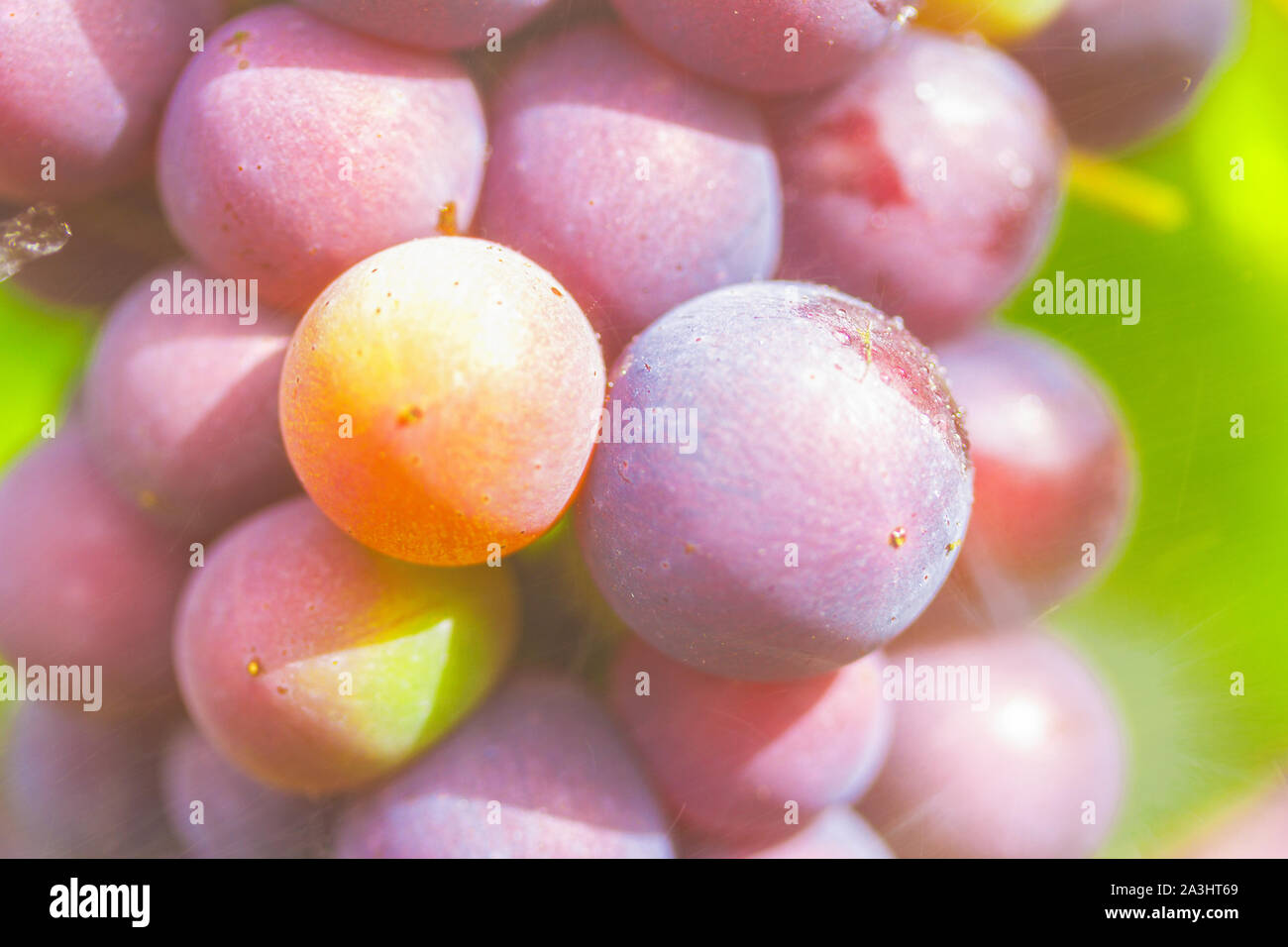 A bunch of ripe grapes in raindrops close-up. Water spray and sunlight ...
