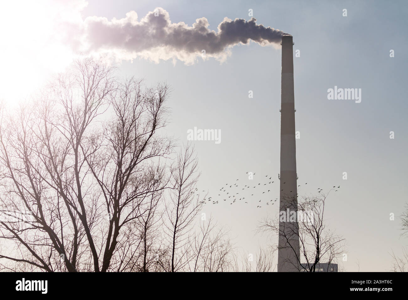 birds fly against the background of a factory pipe Stock Photo - Alamy