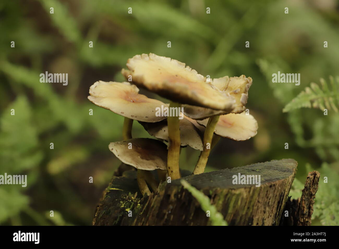 Crop of toadstools hi-res stock photography and images - Alamy