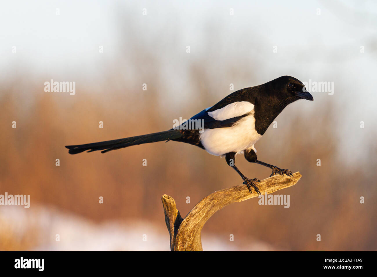 Black bill magpie hi-res stock photography and images - Alamy
