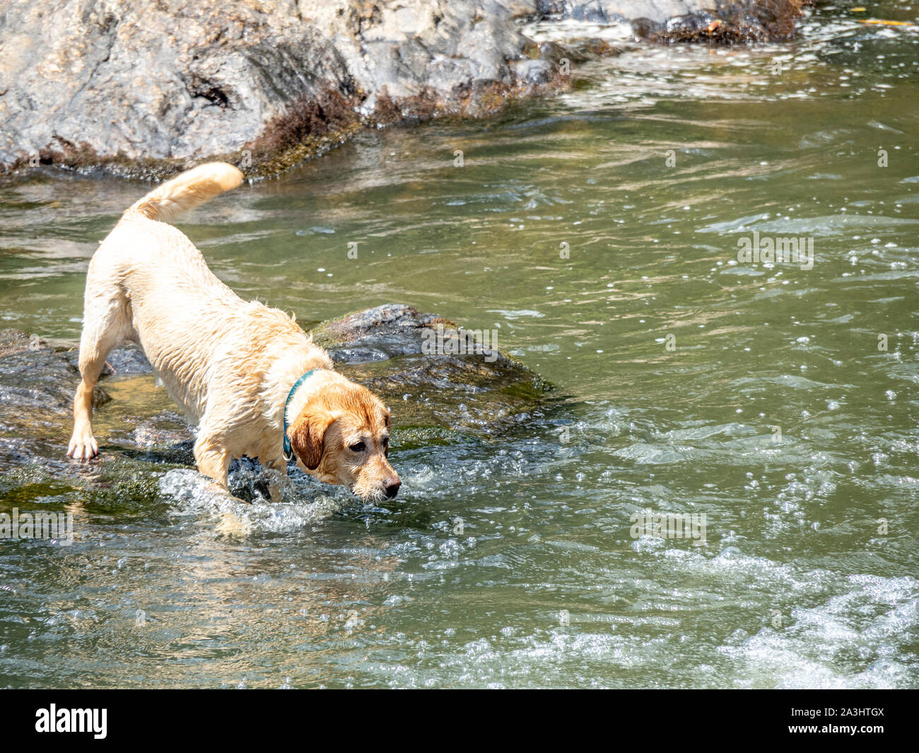 Labrador cooling off hi-res stock photography and images - Alamy