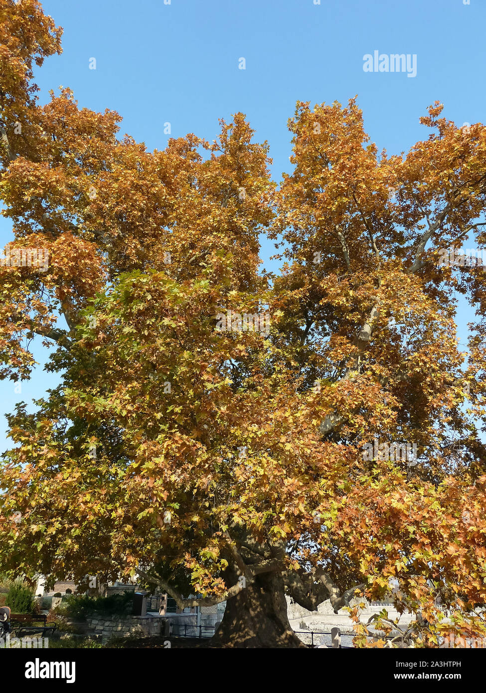 Planetree High Resolution Stock Photography and Images - Alamy