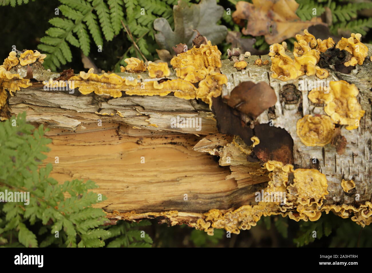 Stereum hirsutum or hairy curtain crust is a small fungus growing on ...