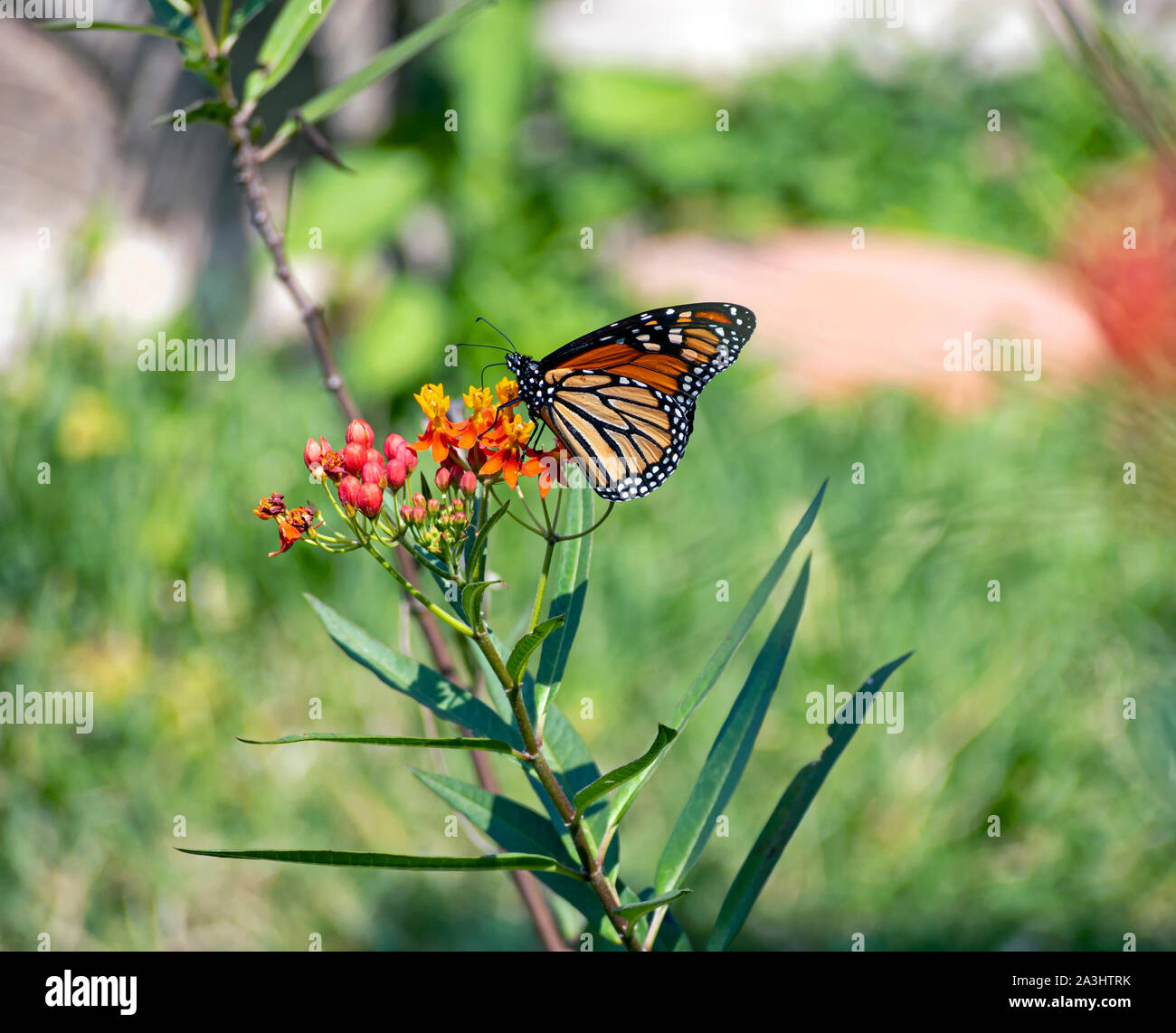 Monarch butterfly danaus plexippus milkweed hi-res stock photography ...