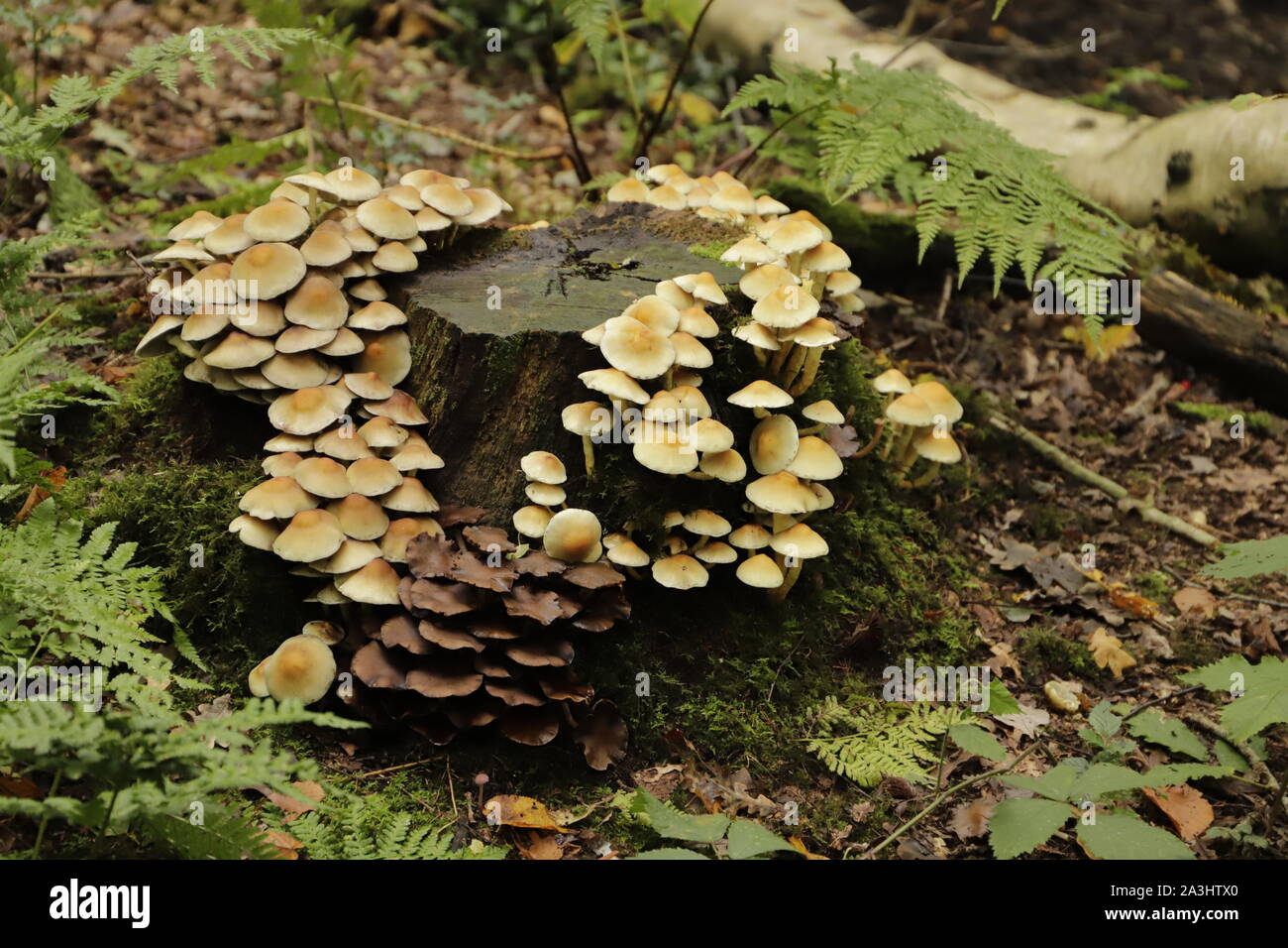 Crop of toadstools hi-res stock photography and images - Alamy