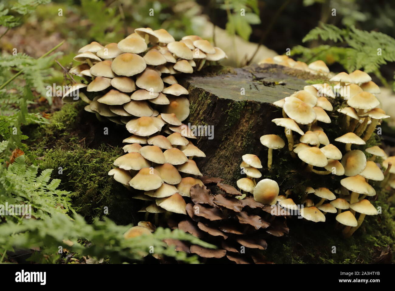 Crop of toadstools hi-res stock photography and images - Alamy