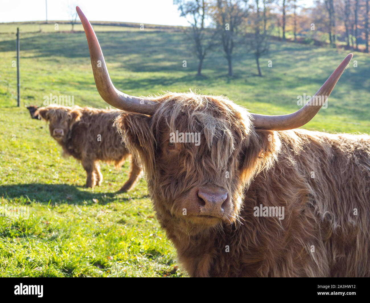 Scottish highland cattle Stock Photo - Alamy