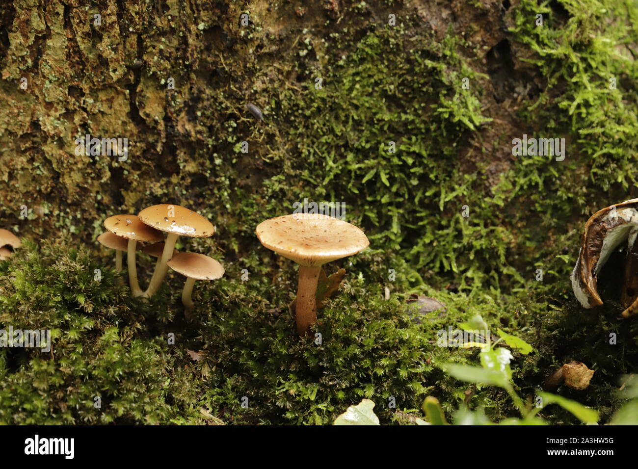 Sulfur tuft toad stool in the forest Stock Photo - Alamy