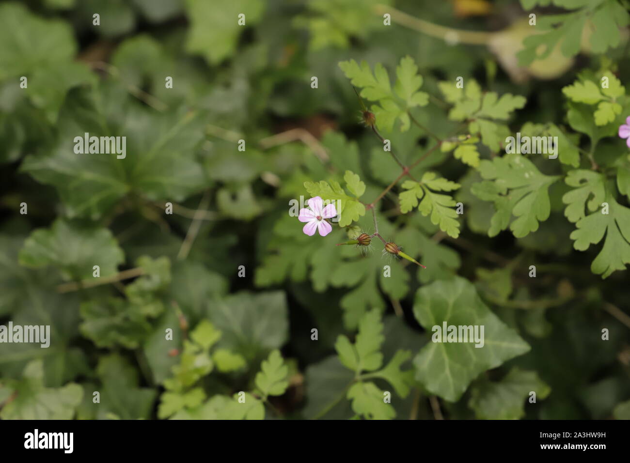 Geranium robertianum is a weed, but used for health too, used in tea ...