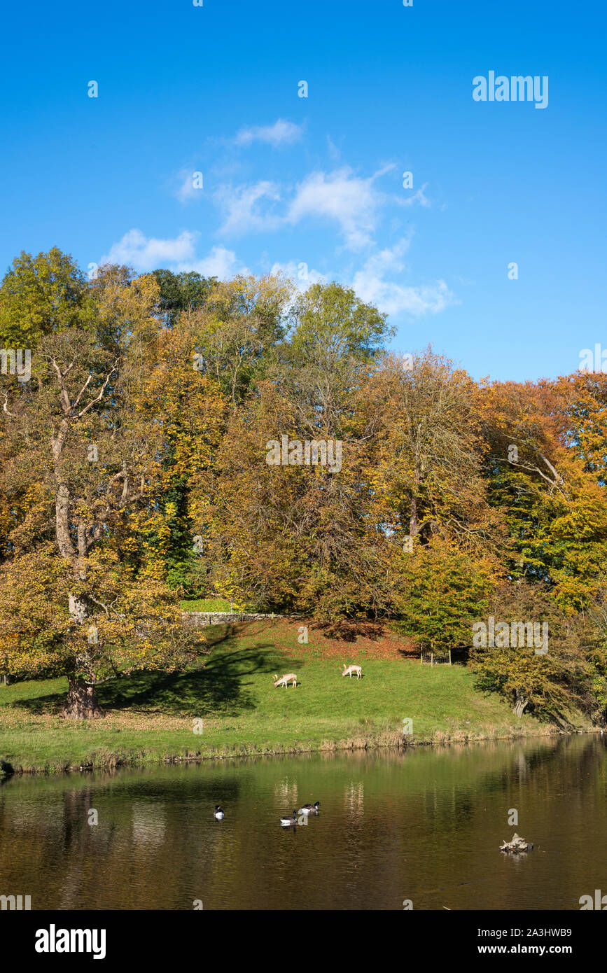 Dallam Tower Deer park, Cumbria Stock Photo - Alamy