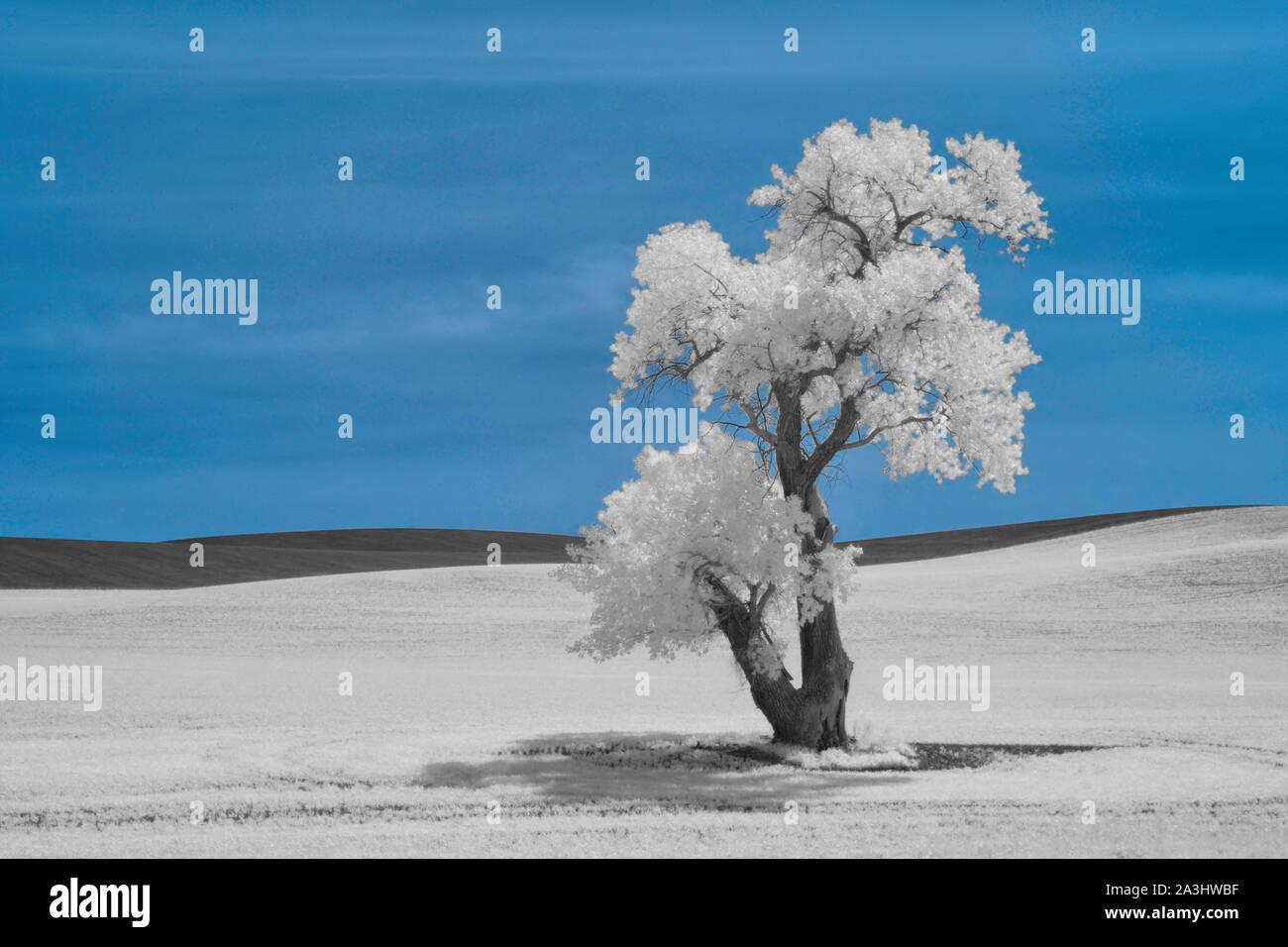 Cottonwood Tree Infrared Stock Photo - Alamy