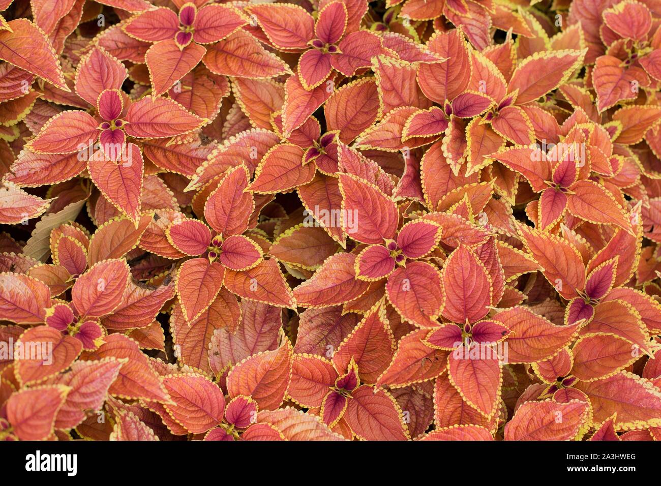 Plectranthus scutellarioides 'Rustic Orange' coleus Stock Photo - Alamy