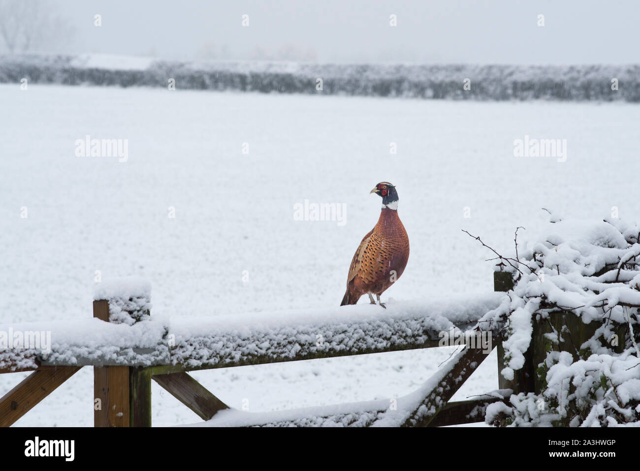 Yorkshire pheasant hi-res stock photography and images - Alamy