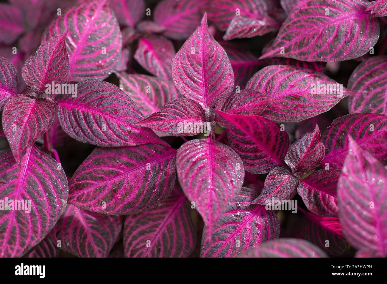 Iresine hi-res stock photography and images - Alamy