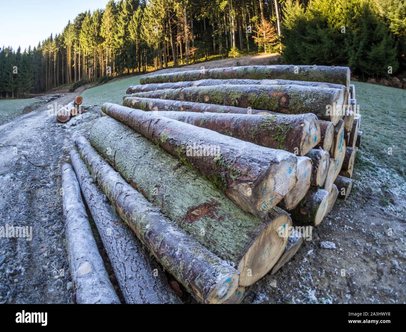 Tree trunks in the Black Forest Stock Photo - Alamy