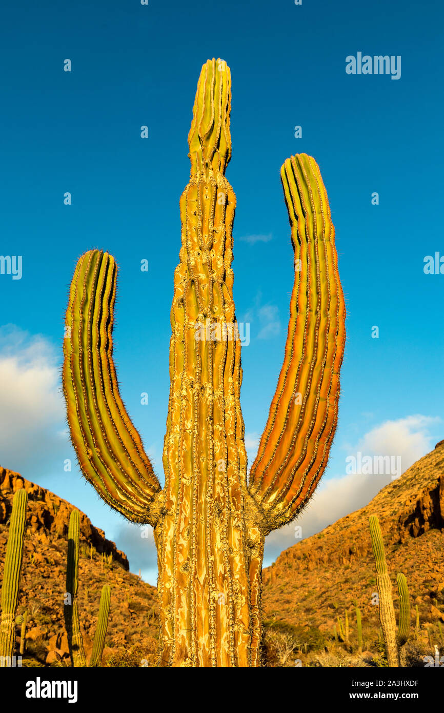 Giant Cardon cactus on Isla Espiritu Santo in the Gulf of California ...