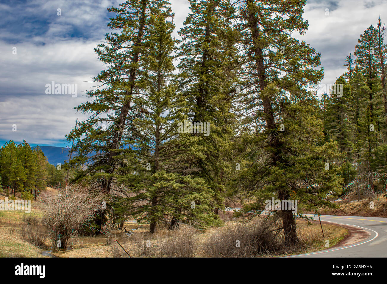 Trees Leaning Each Other High Resolution Stock Photography and Images ...