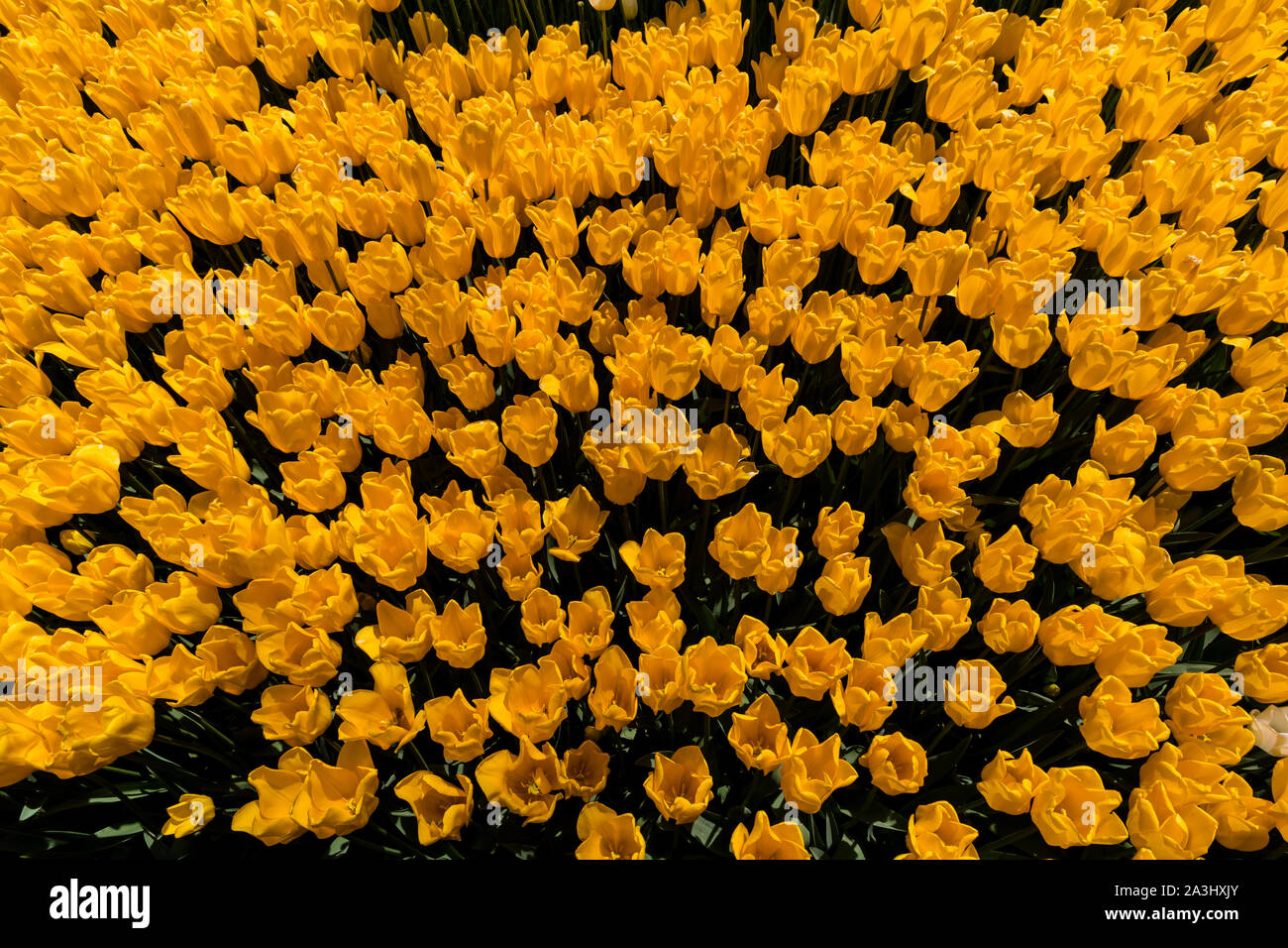 Tulips from above hi-res stock photography and images - Alamy