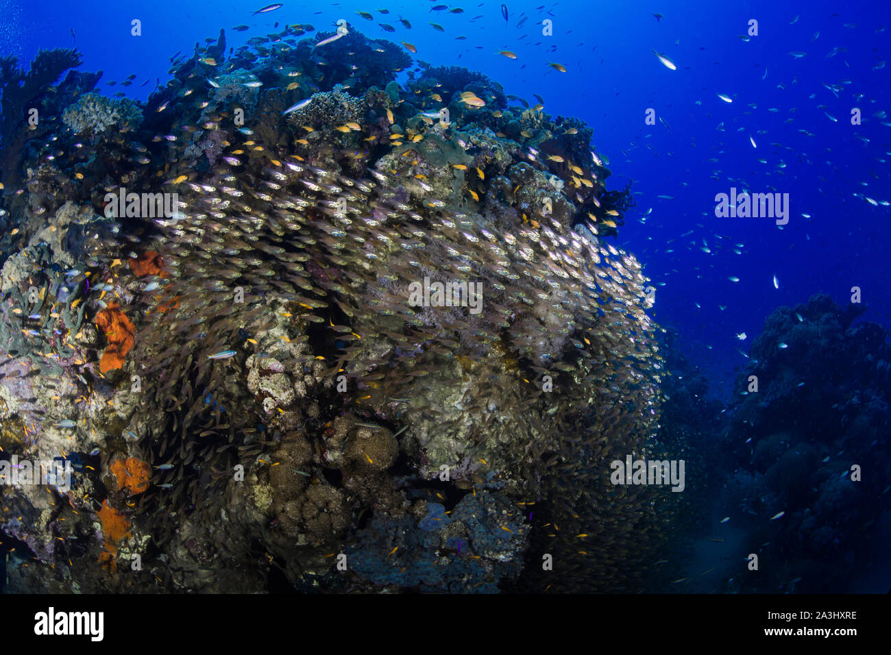 Scuba diving, Makadi Bay, Egypt Stock Photo - Alamy
