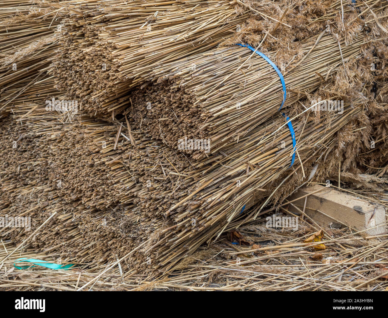 Frisian House Reed Stock Photo - Alamy