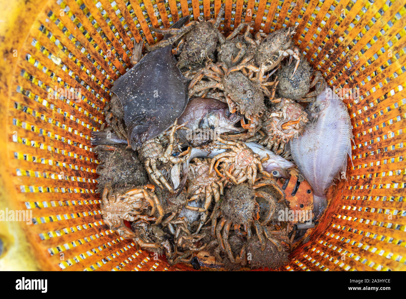 Dead fish eyes hi-res stock photography and images - Alamy