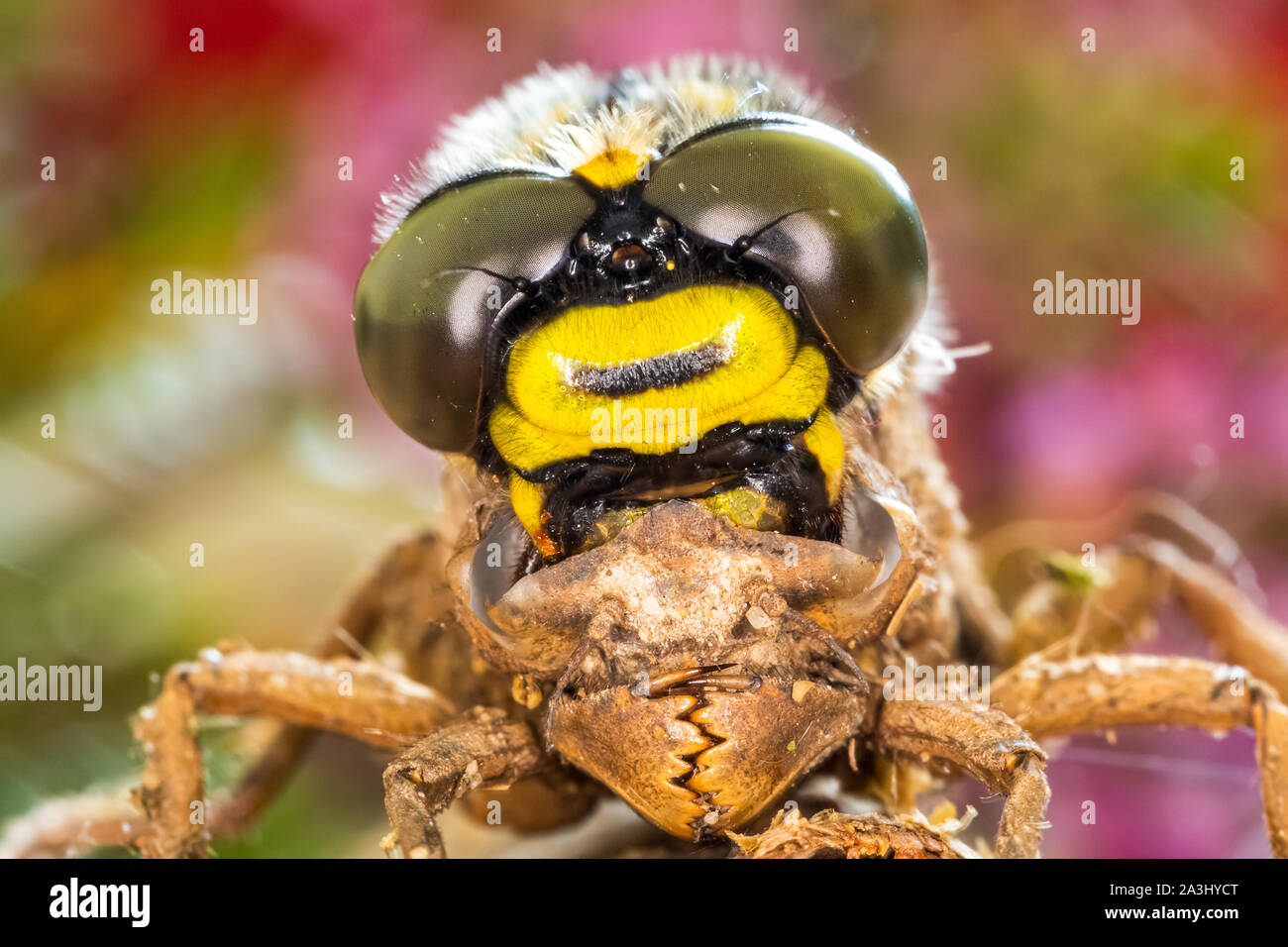 Colour macro photograph of Golden ringed dragonfly (Cordulegaster ...