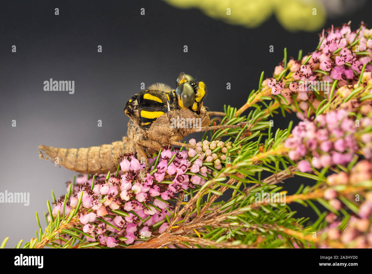 Colour macro photograph of Golden ringed dragonfly (Cordulegaster ...