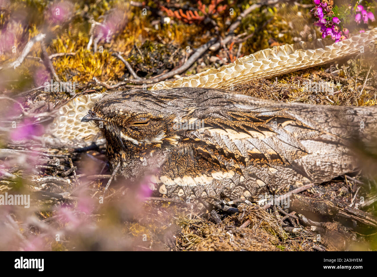 Colour wildlife photograph of a European Nightjar bird (Caprimulgus ...