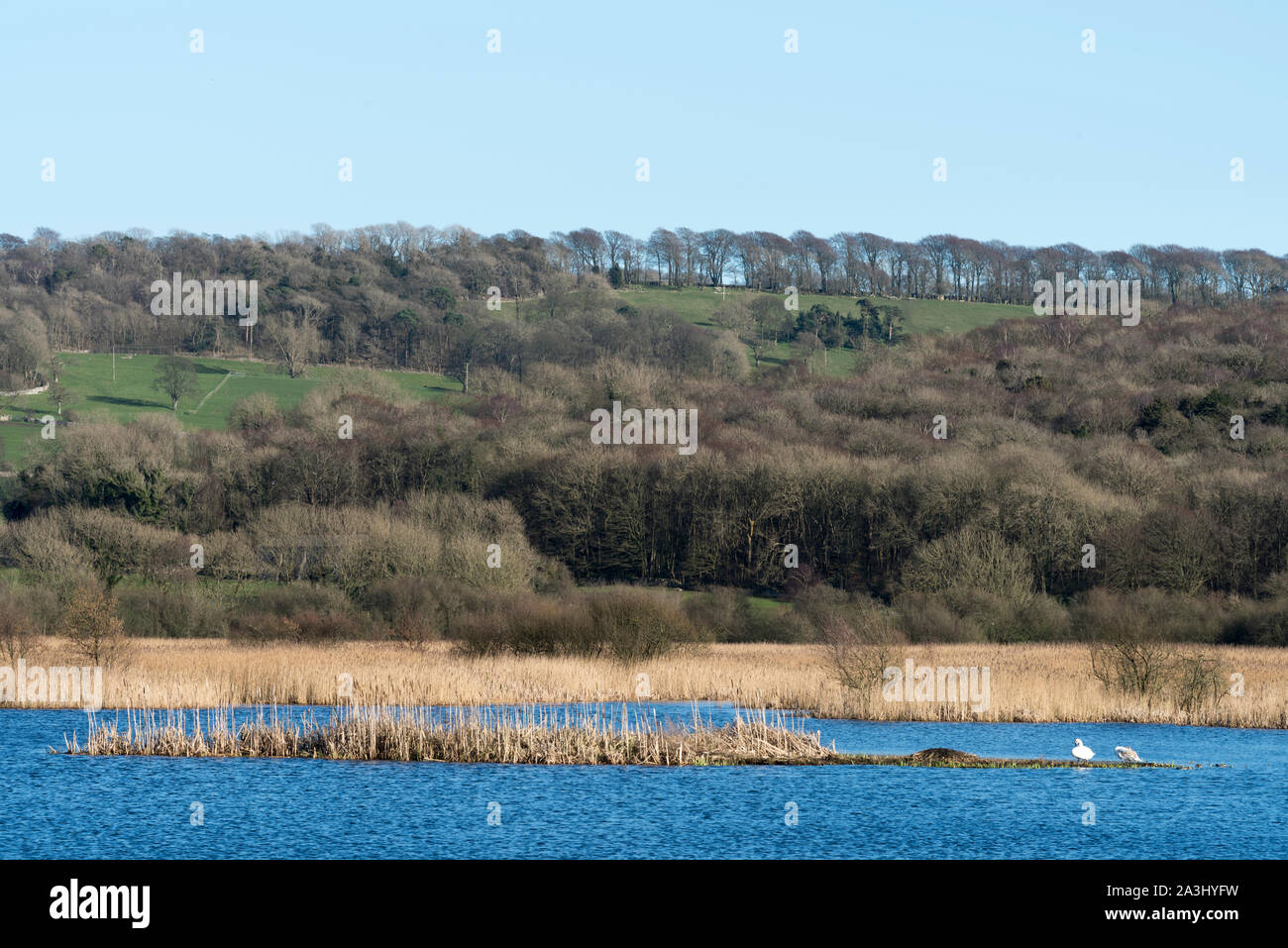 Leighton moss hi-res stock photography and images - Alamy
