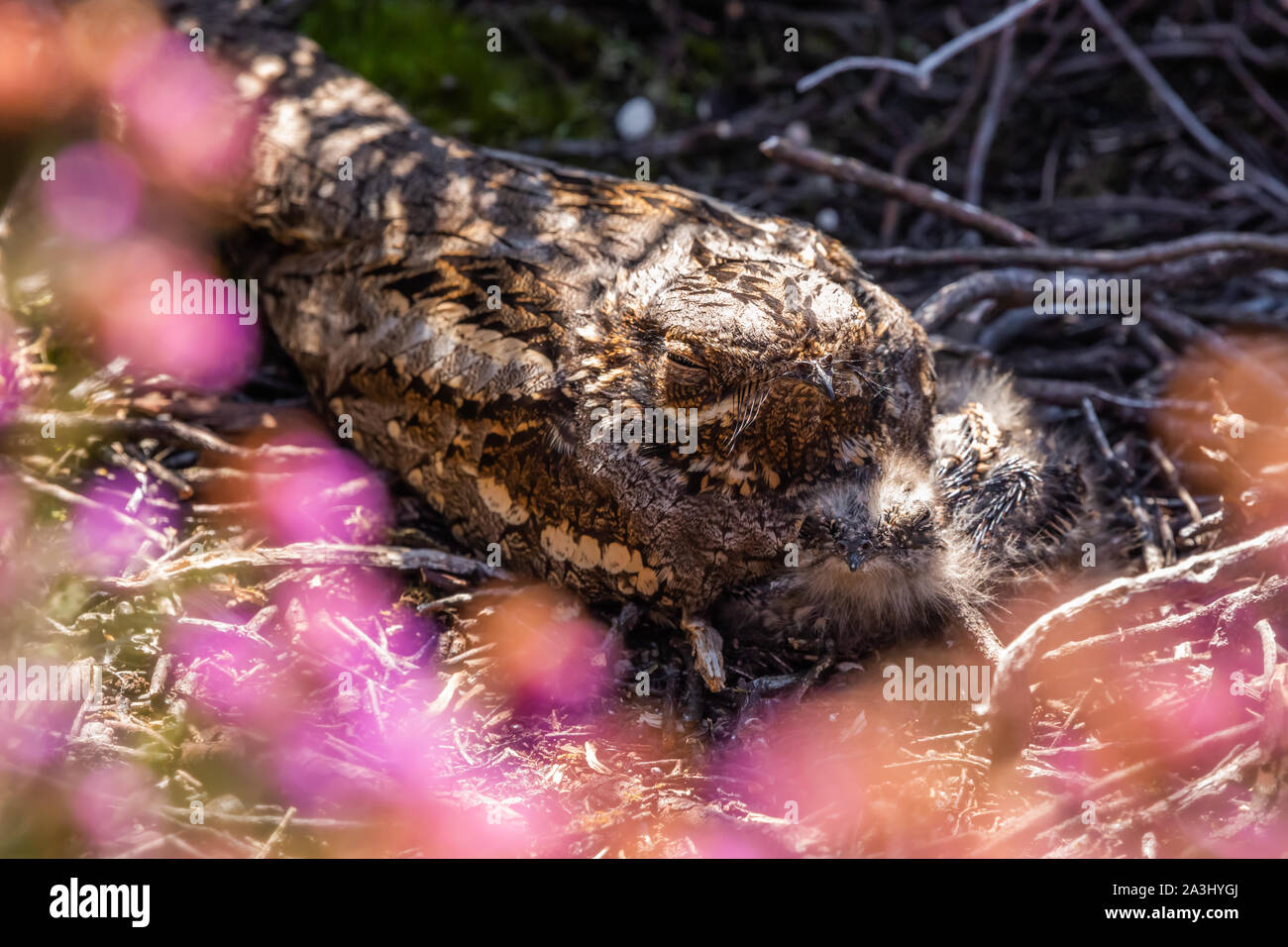 Nightjar nest uk hi-res stock photography and images - Alamy