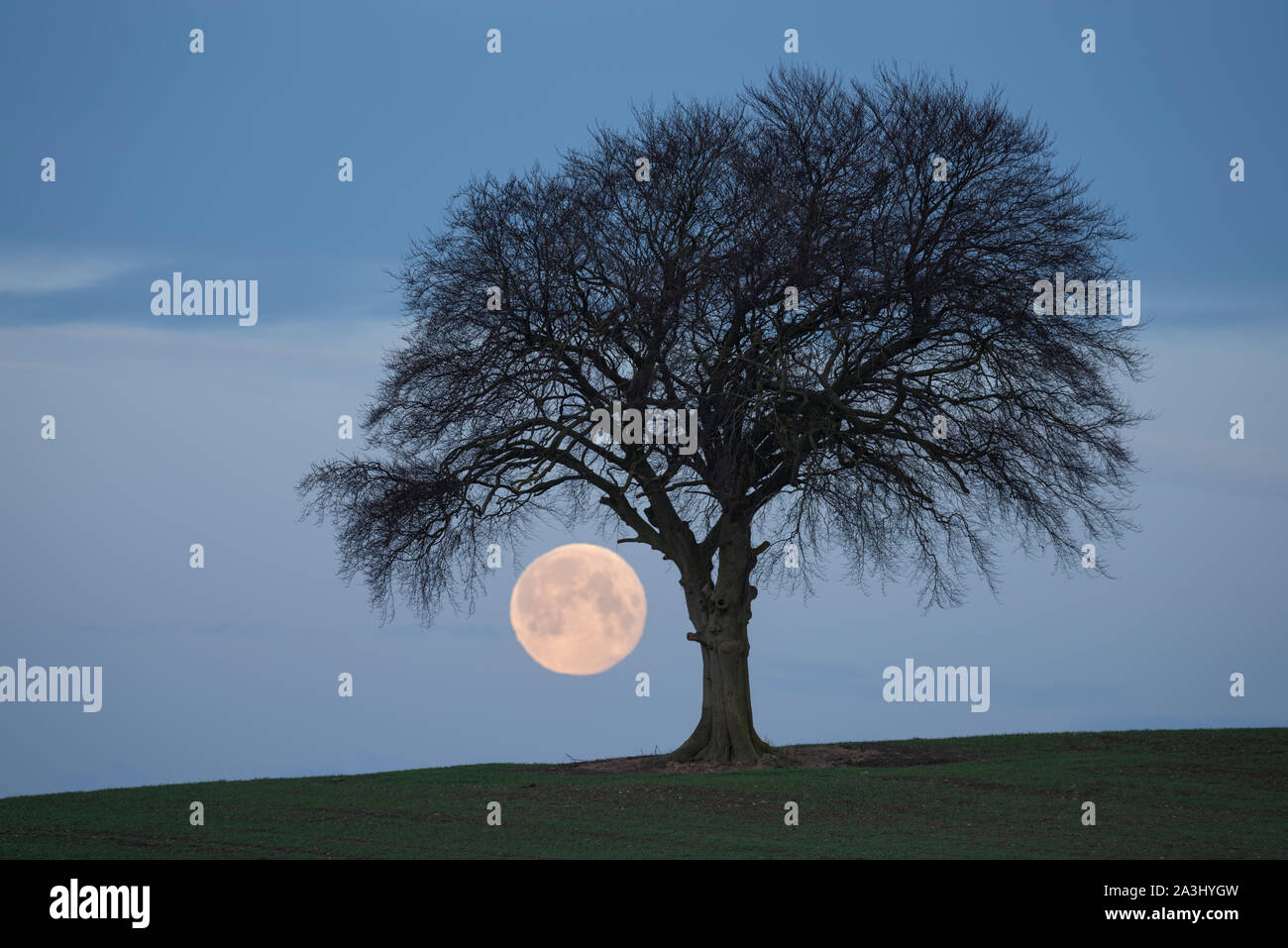 Full Moon setting behind Beech tree near Ripon, North Yorkshire Stock ...
