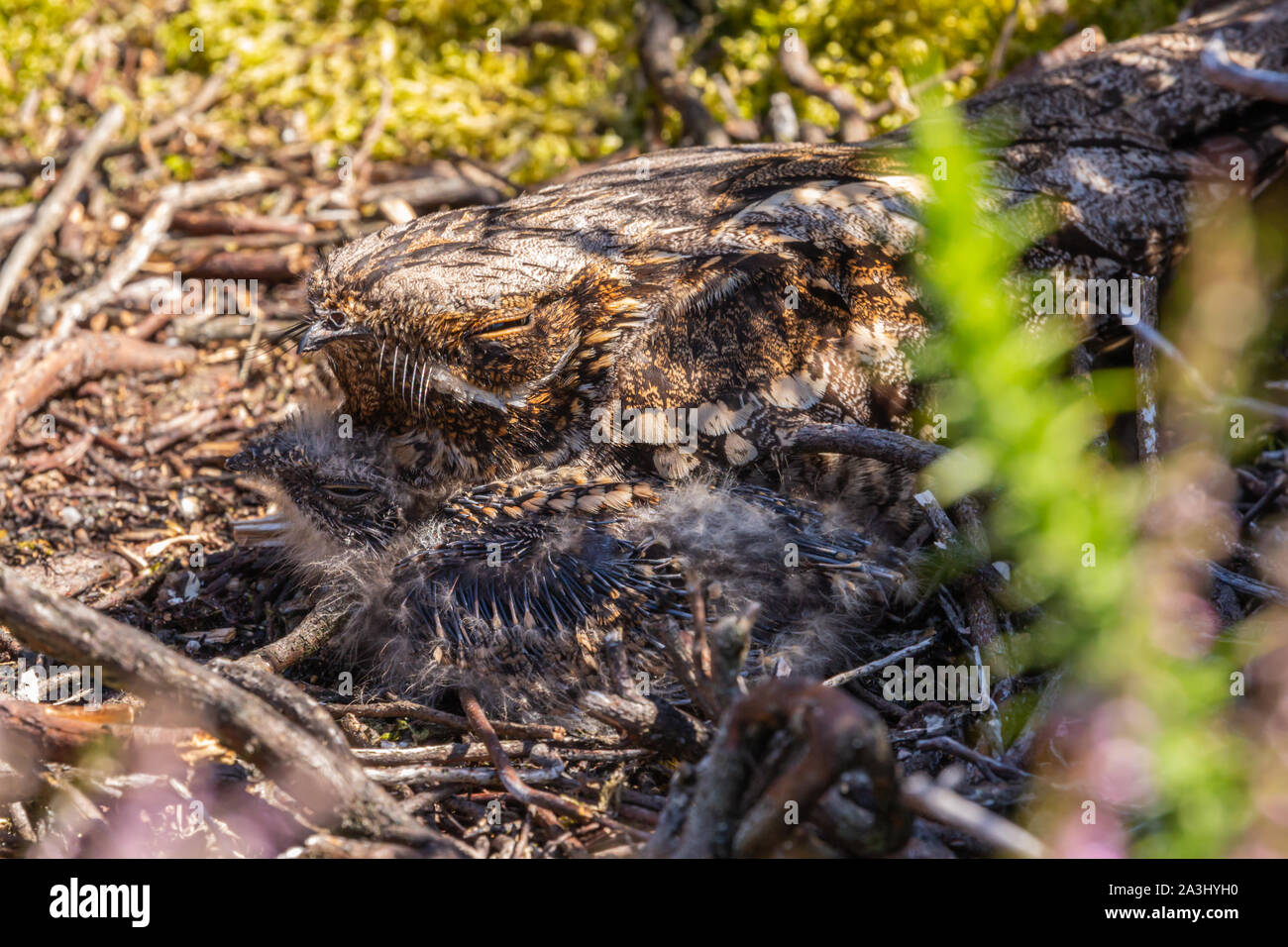 Nightjars hi-res stock photography and images - Alamy