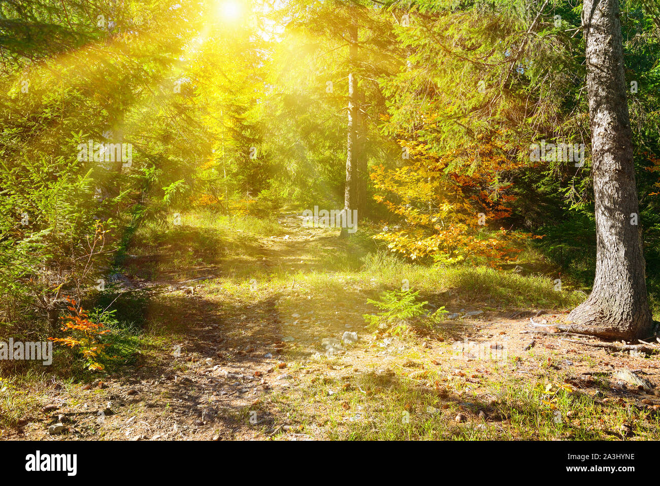 Garden gardens autumn sun sunny hi-res stock photography and images - Alamy