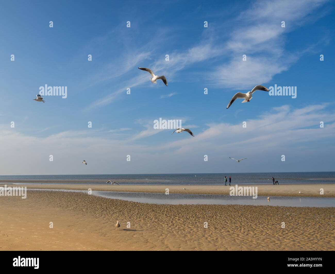 White sea gulls on sandy hi-res stock photography and images - Alamy