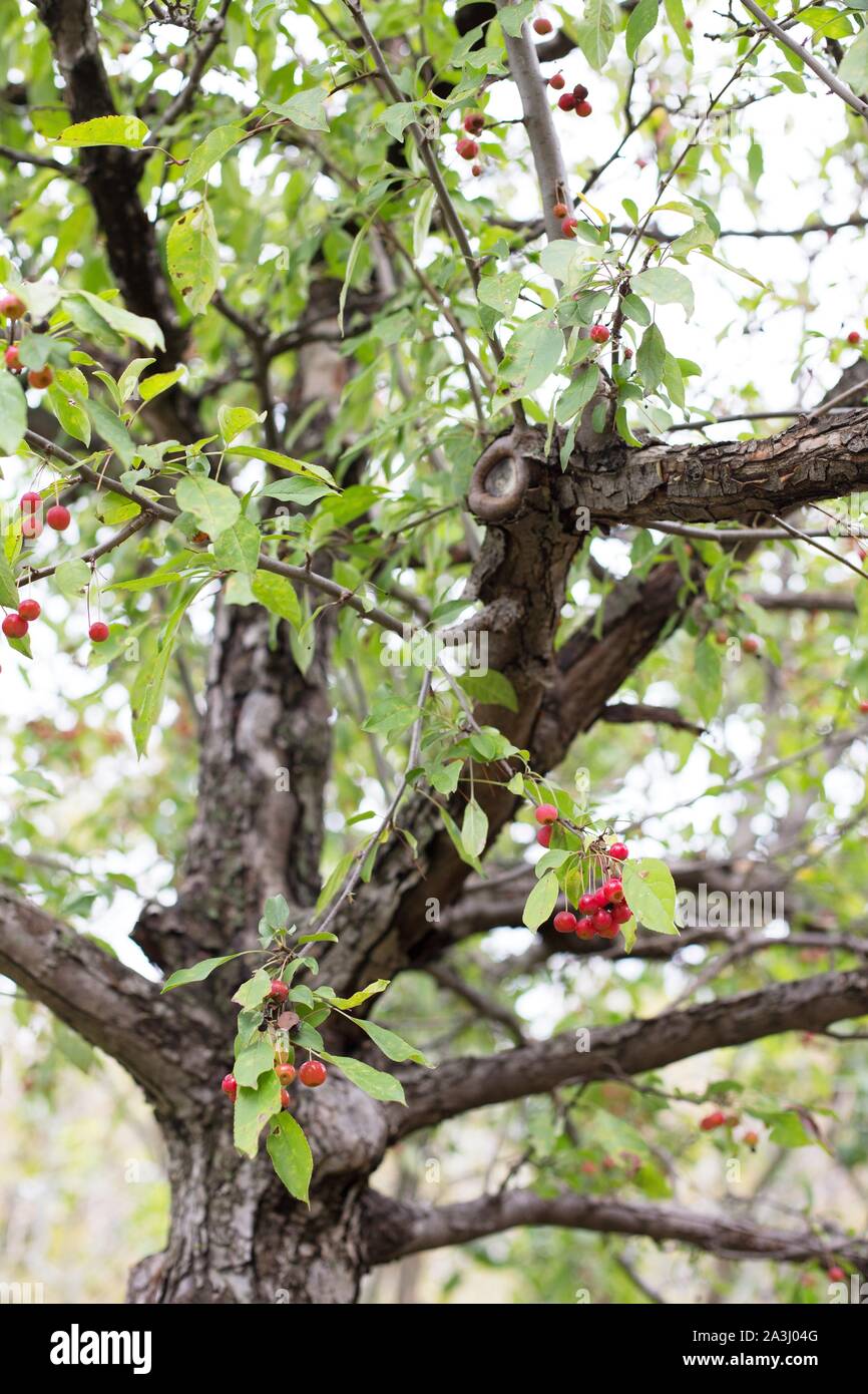 Malus 'Sugar Tyme' crabapple tree Stock Photo - Alamy