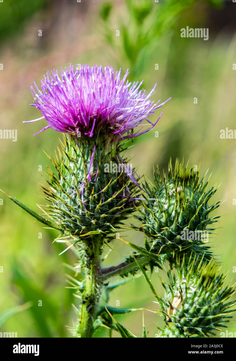 Marie Leaf High Resolution Stock Photography and Images - Alamy