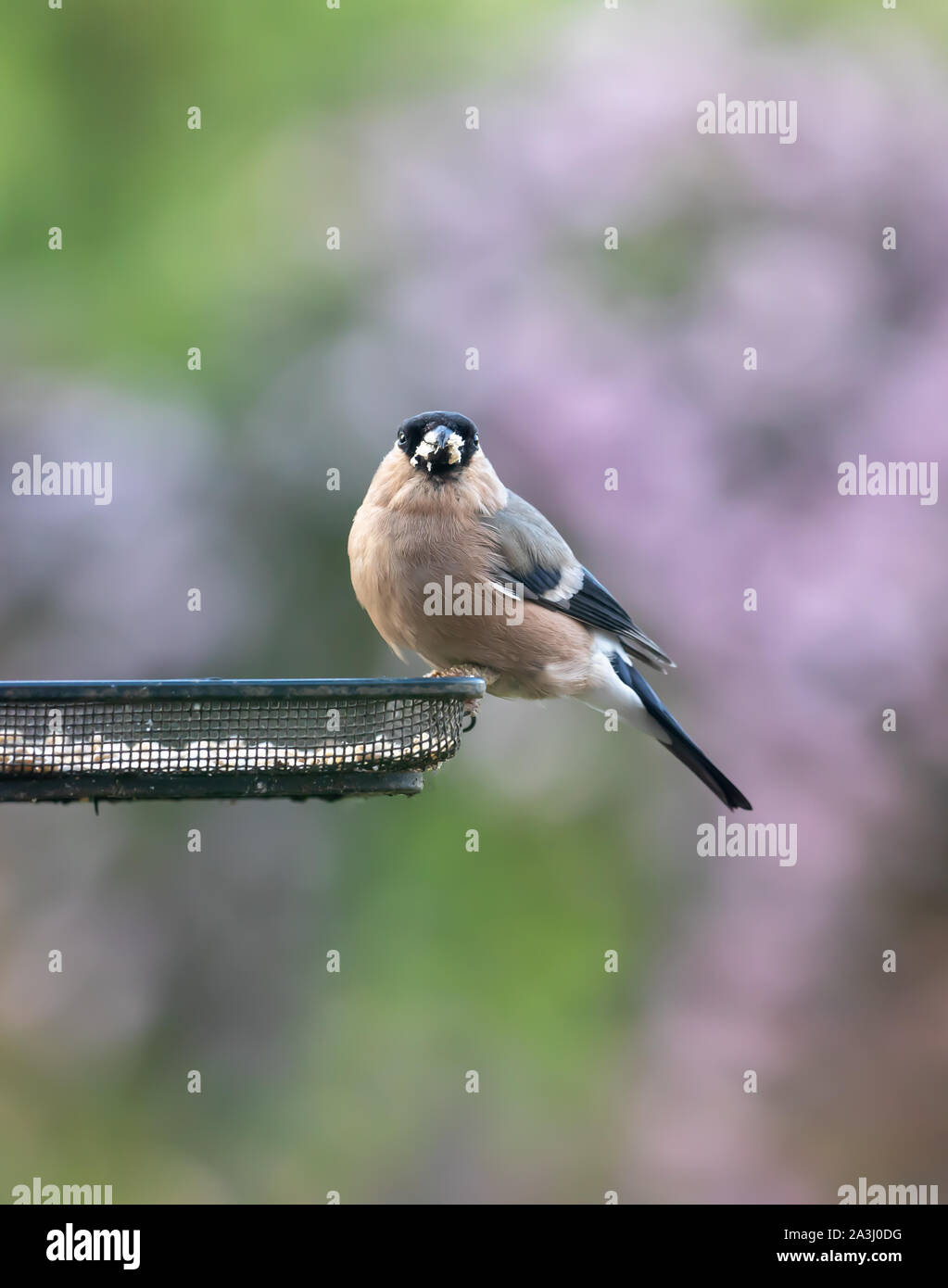 Female bullfinch on green hi-res stock photography and images - Alamy