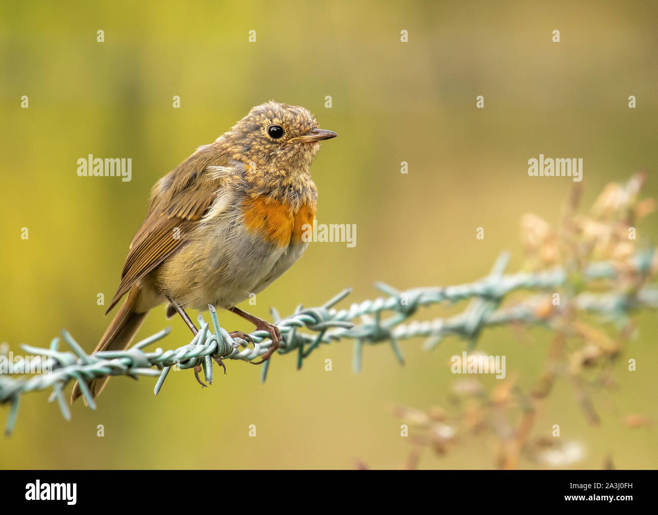 Robin on garden wall hi-res stock photography and images - Alamy