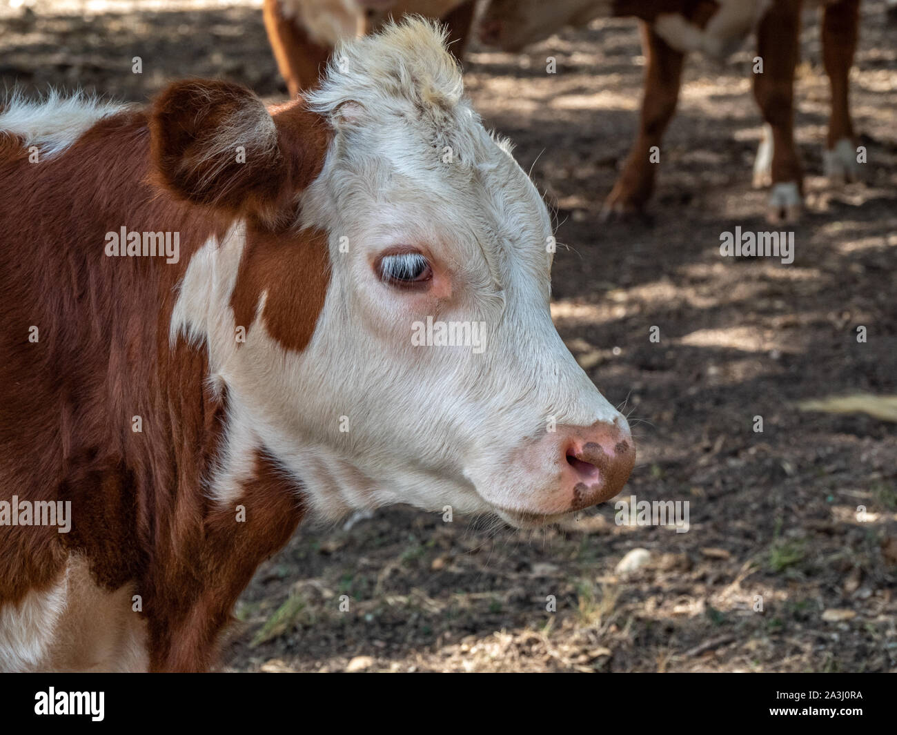 Cow Eyelashes High Resolution Stock Photography and Images - Alamy
